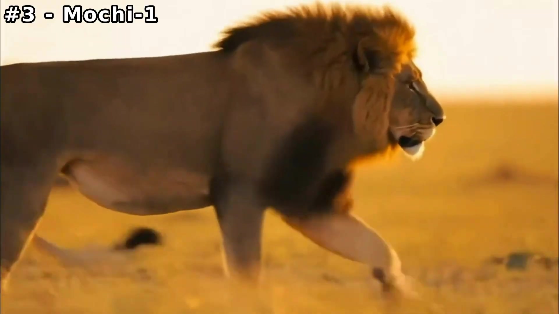 Top Open Source AI Video Generation Models Ranked