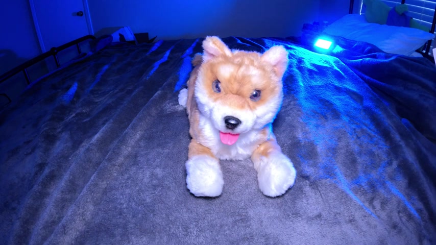 MetaDog Review: Is This AI Robot Dog Worth the Hype?